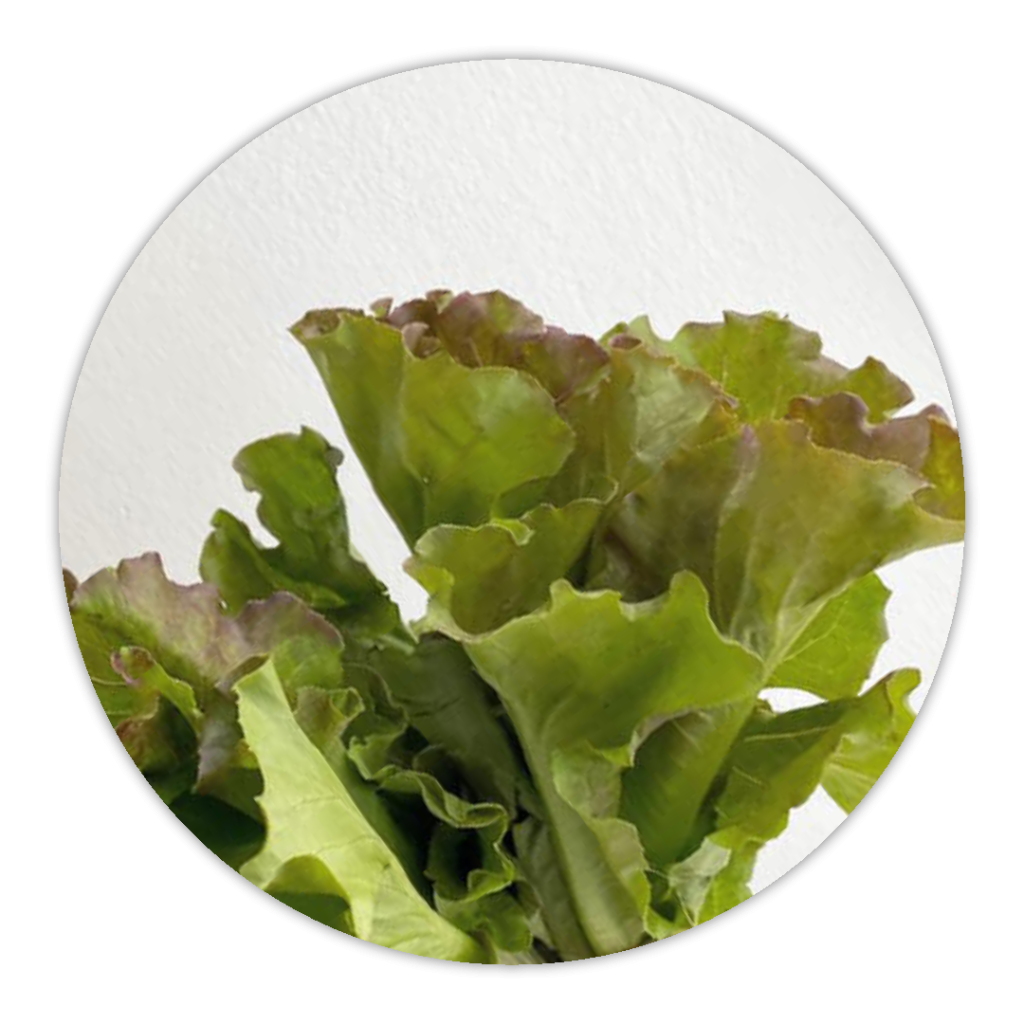 ฟาร์มเมล่อนแนะนำ สวนเมล่อนปลอดสาร เมล่อนฟาร์ม | Ganicco Farm